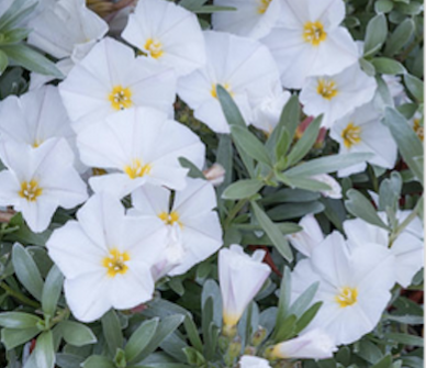 Convolvulus Cneorum Dense flattened mound shaped hardy shrub.