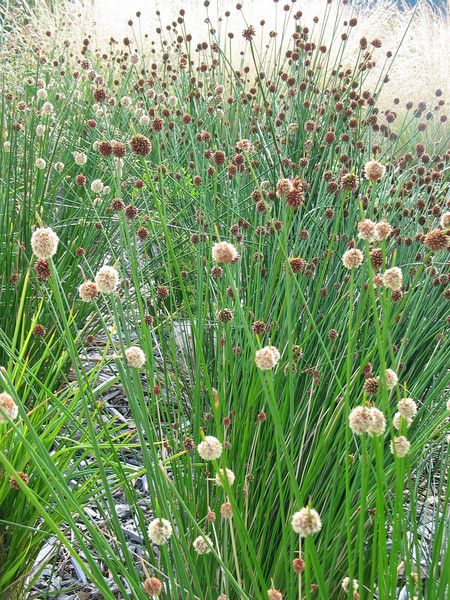 Ficinia Nodosa Clumping reedy plant with slender arching round stems.