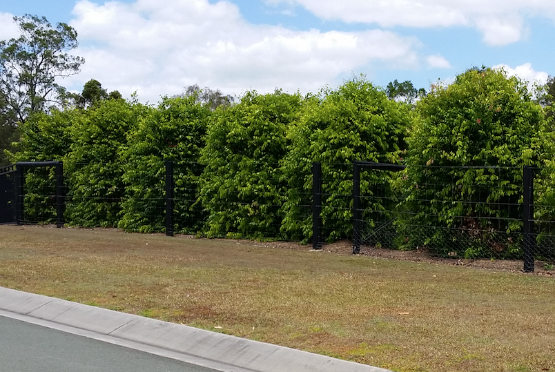 Syzygium Cascade Dense evergreen shrub with cascading foliage