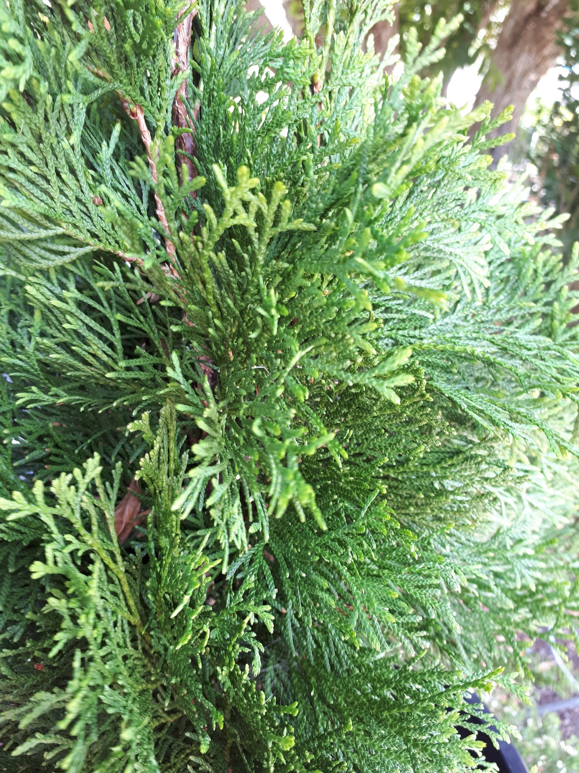 Thuja Occidentalis 'Smaragd' Evergreen Conifer Garden Plant