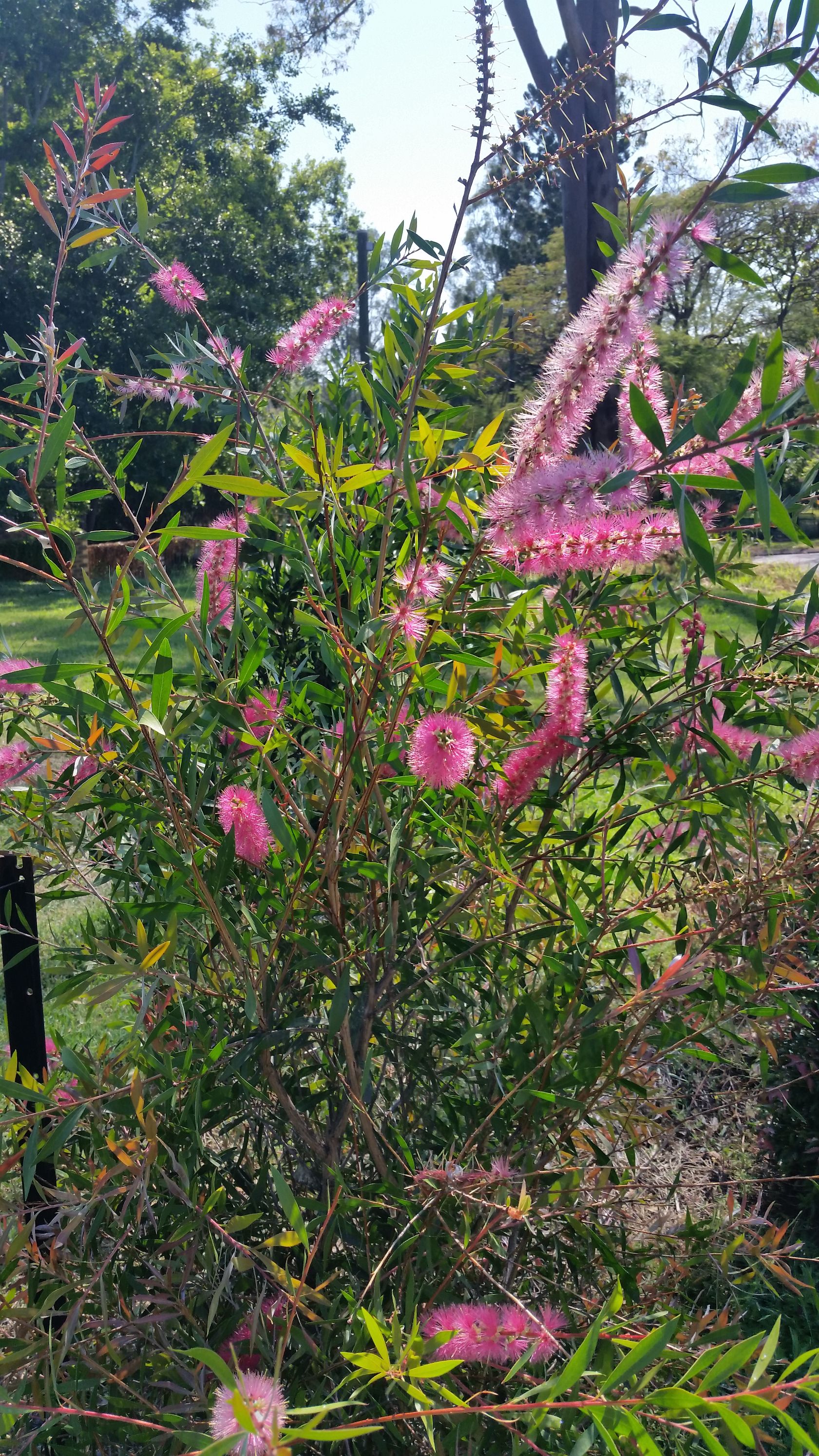 Callistemon Taree Pink Tough medium bottlebrush with pink flower