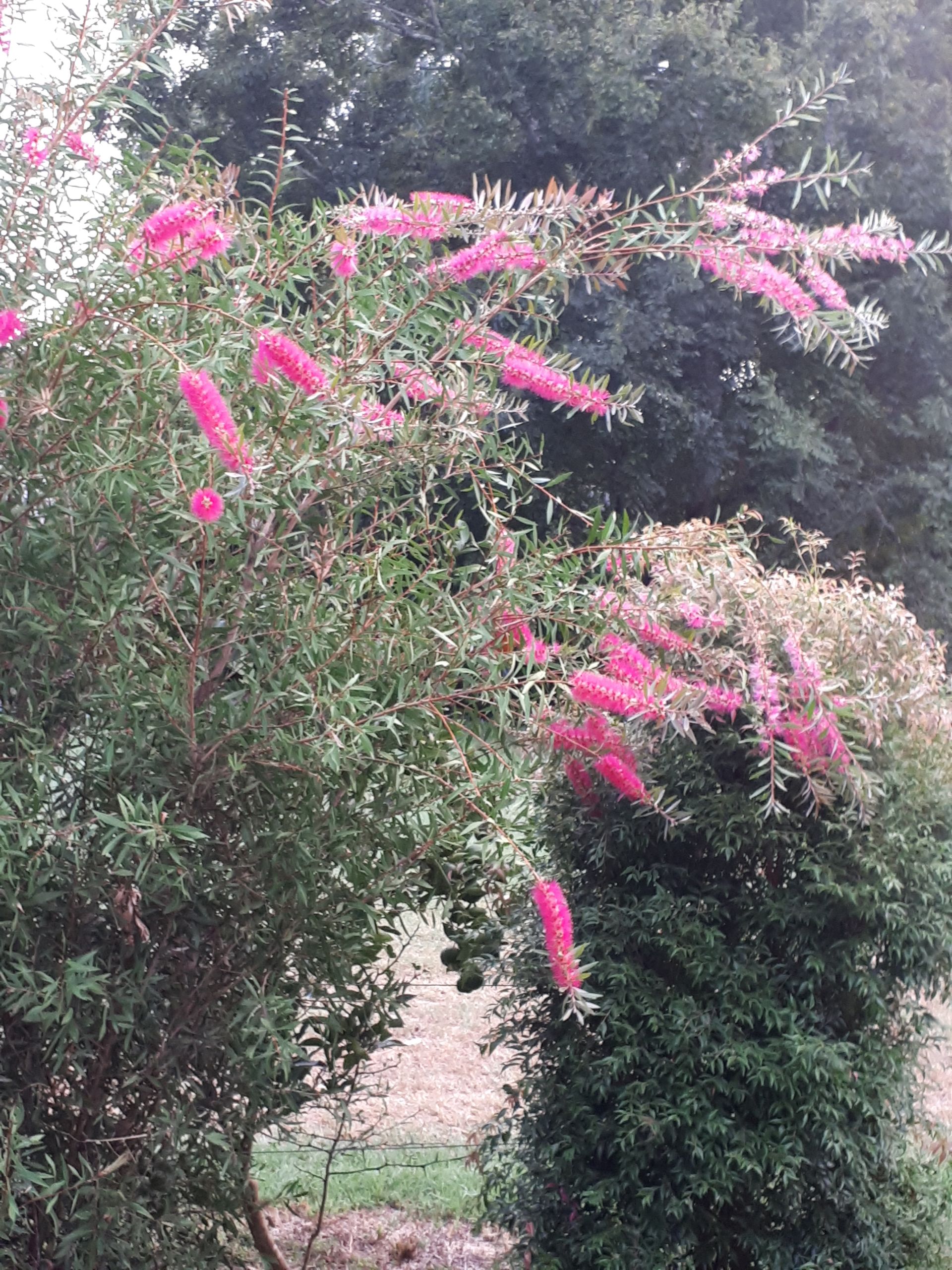 Callistemon Taree Pink Tough medium bottlebrush with pink flower