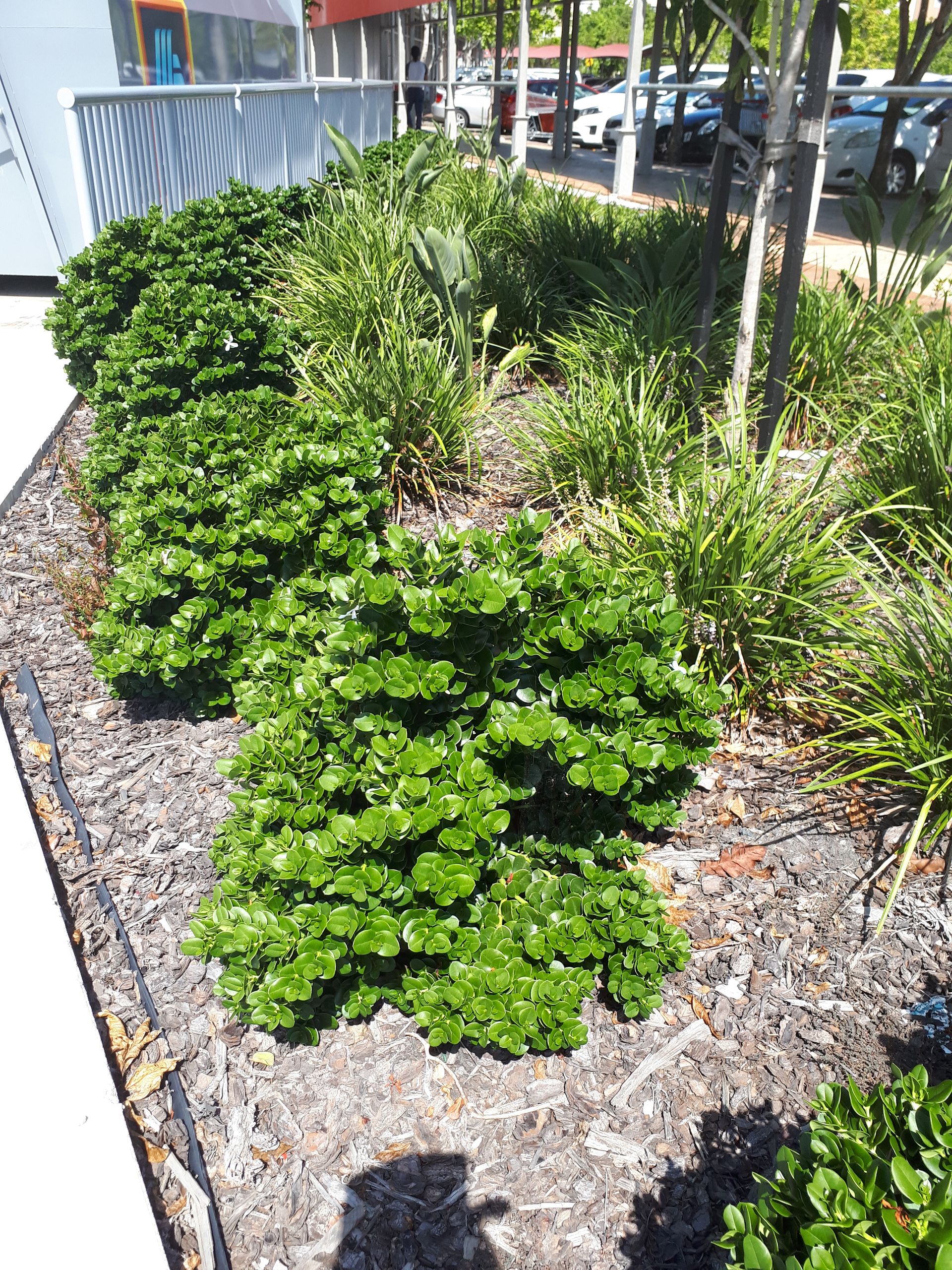 Carrisa Desert Star Tough rounded shrub with glossy green foliage.