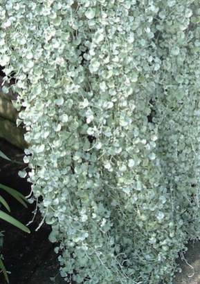 Dichondra Silver Falls Spectacular cascading foliage plant