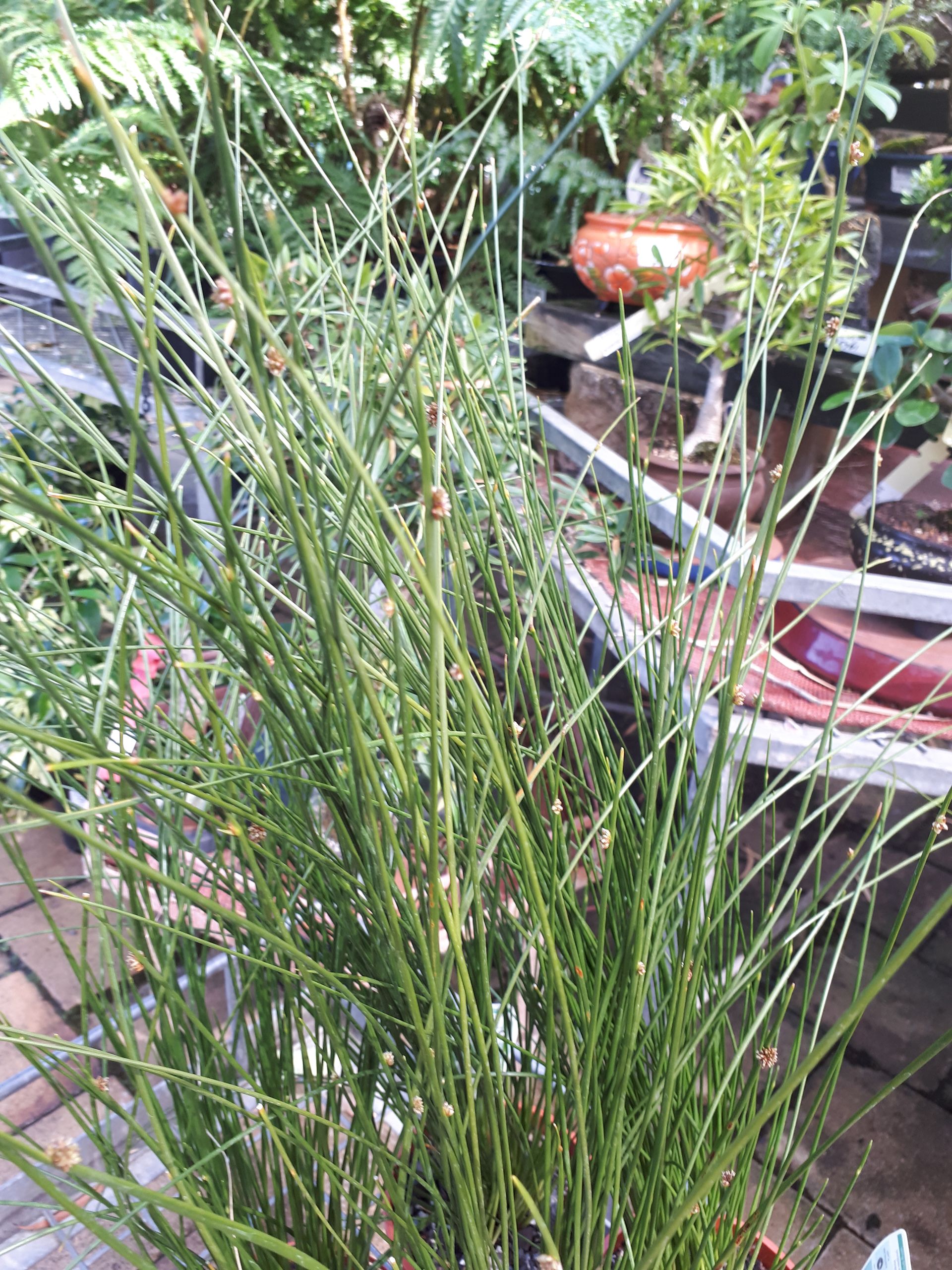 Ficinia Nodosa Knobby club rush A tough fast growing, clumping, reedy plant