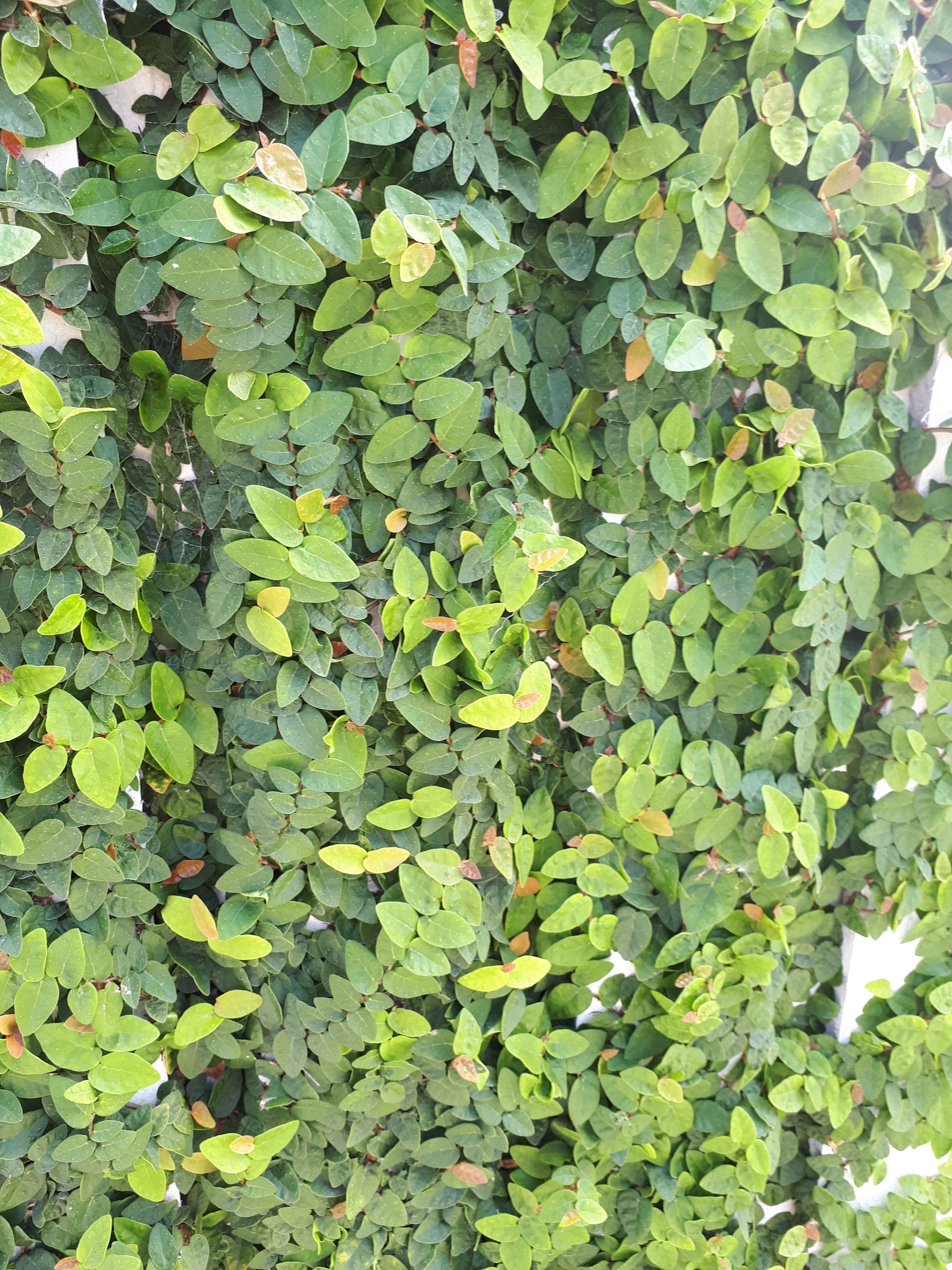 Ficus pumila Excellent self climbing plant for walls, fences and steep ...