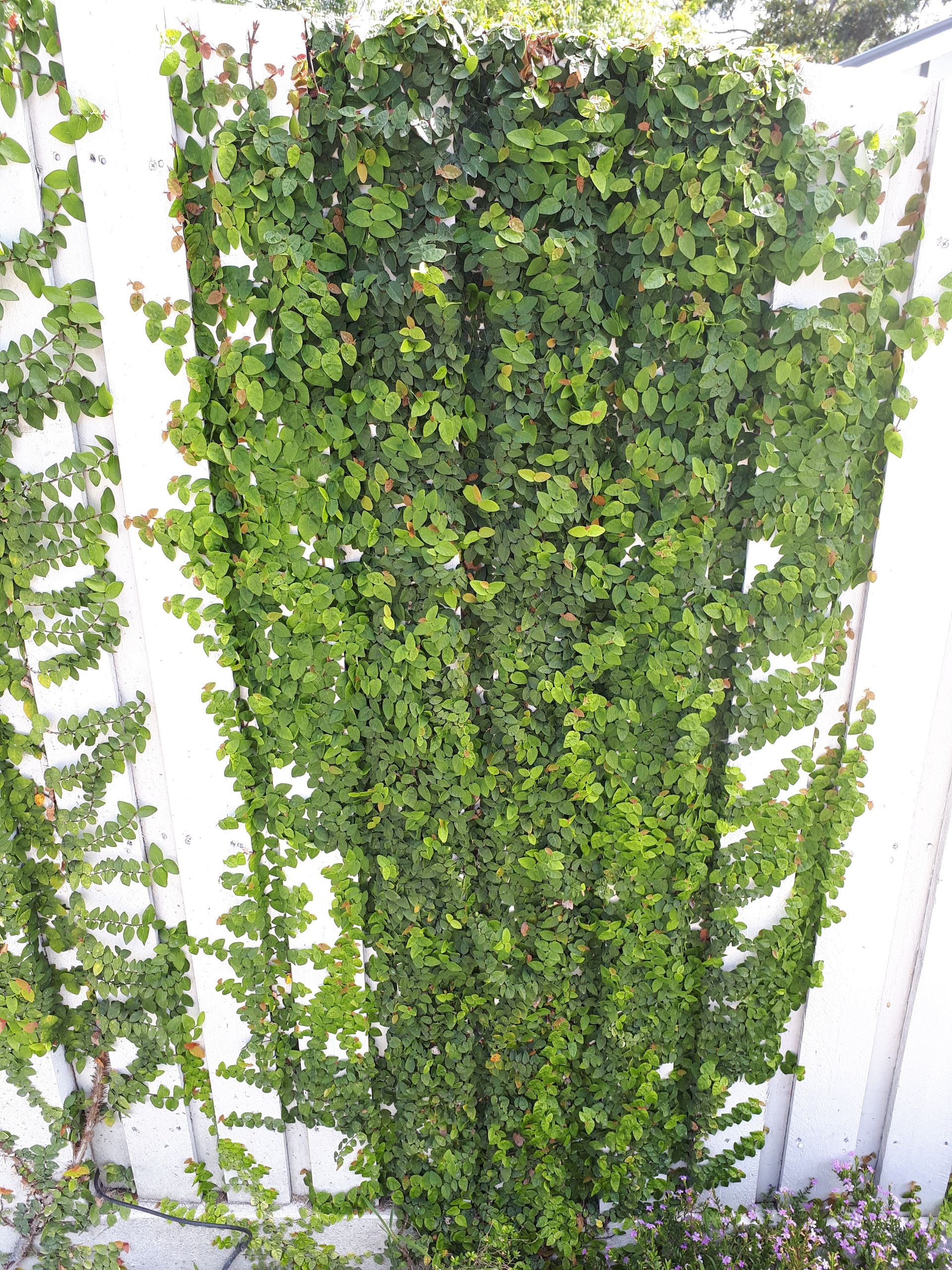 Ficus pumila Excellent self climbing plant for walls, fences and steep ...