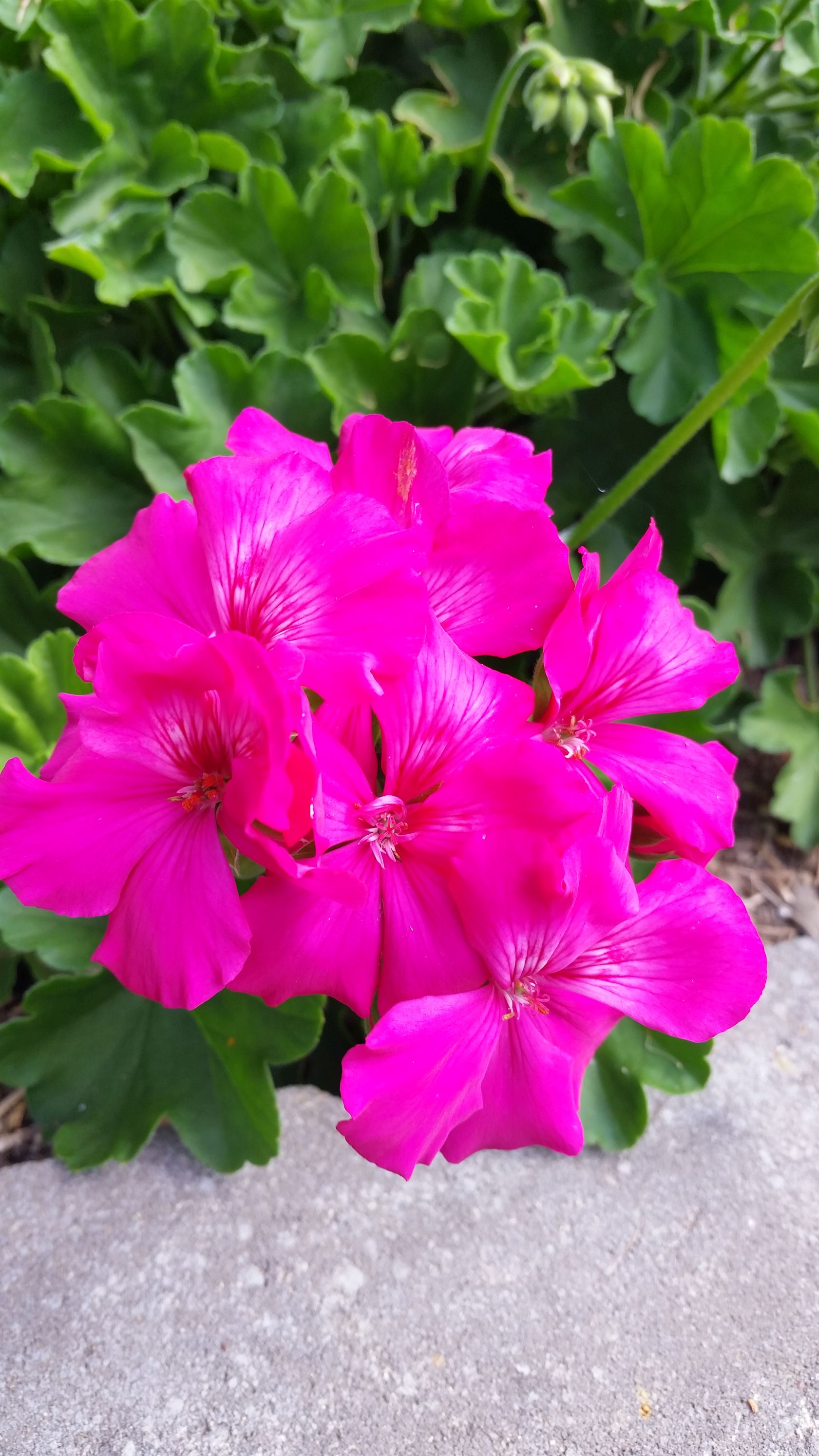 Geranium 'Big Rose' Compact mounded shrub with strong cerise double ...