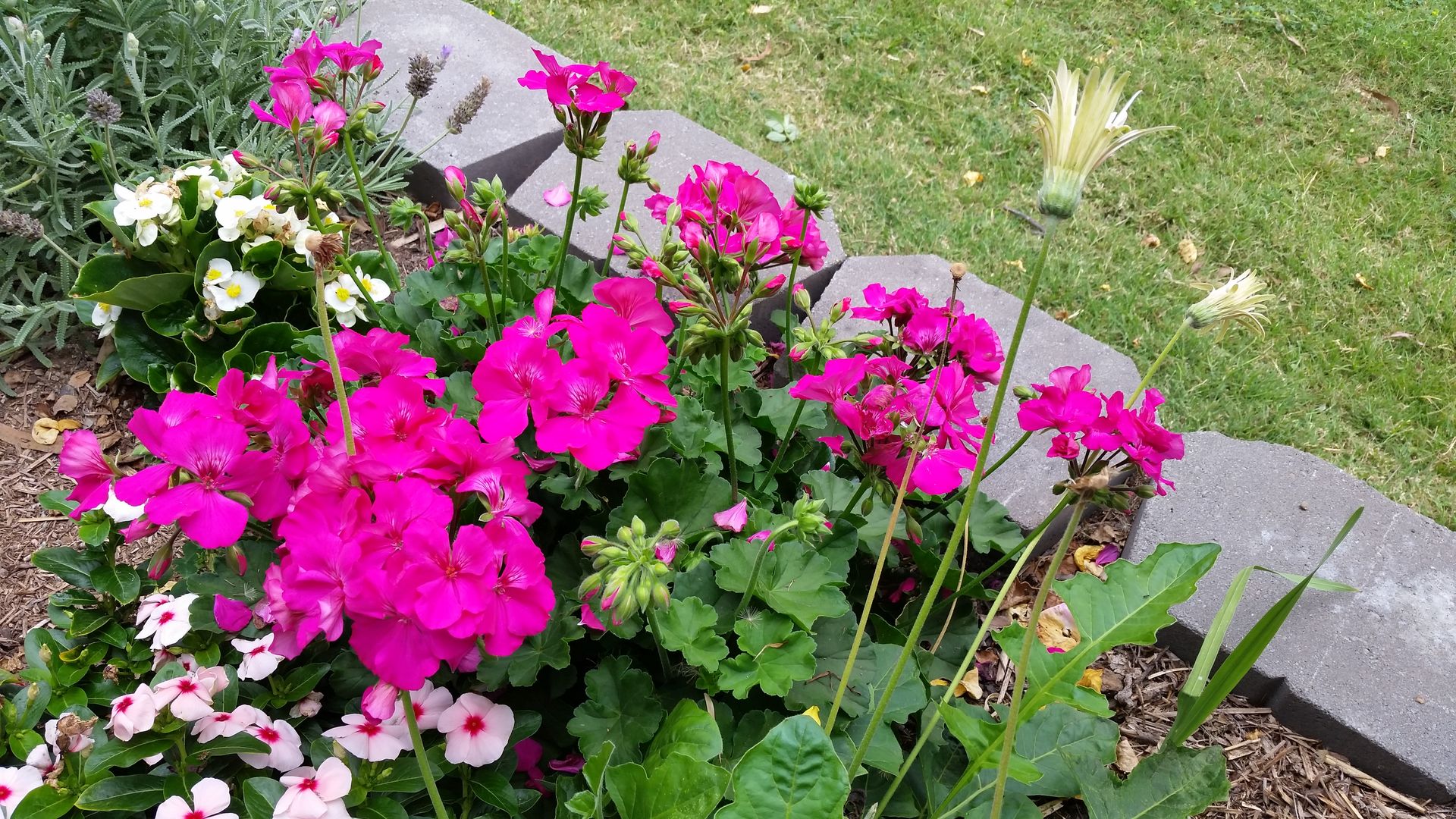 Geranium 'Big Rose' Compact mounded shrub with strong cerise double ...