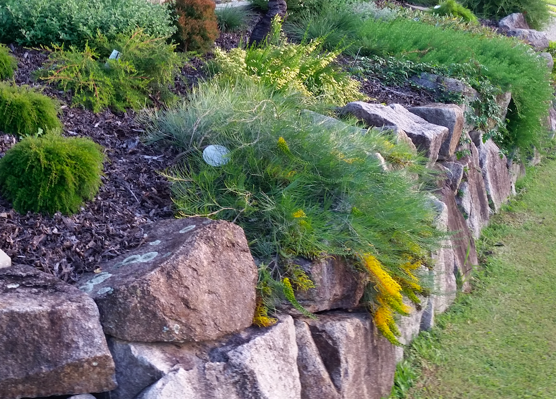 Grevillea Cooroora Cascade/ ground cover/ flowering plant/ cascading plant