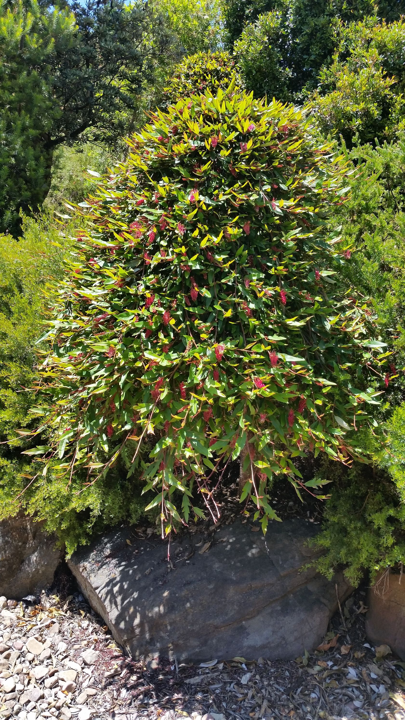 Grevillea Gaudi Chaudi Ground cover with bronze new growth