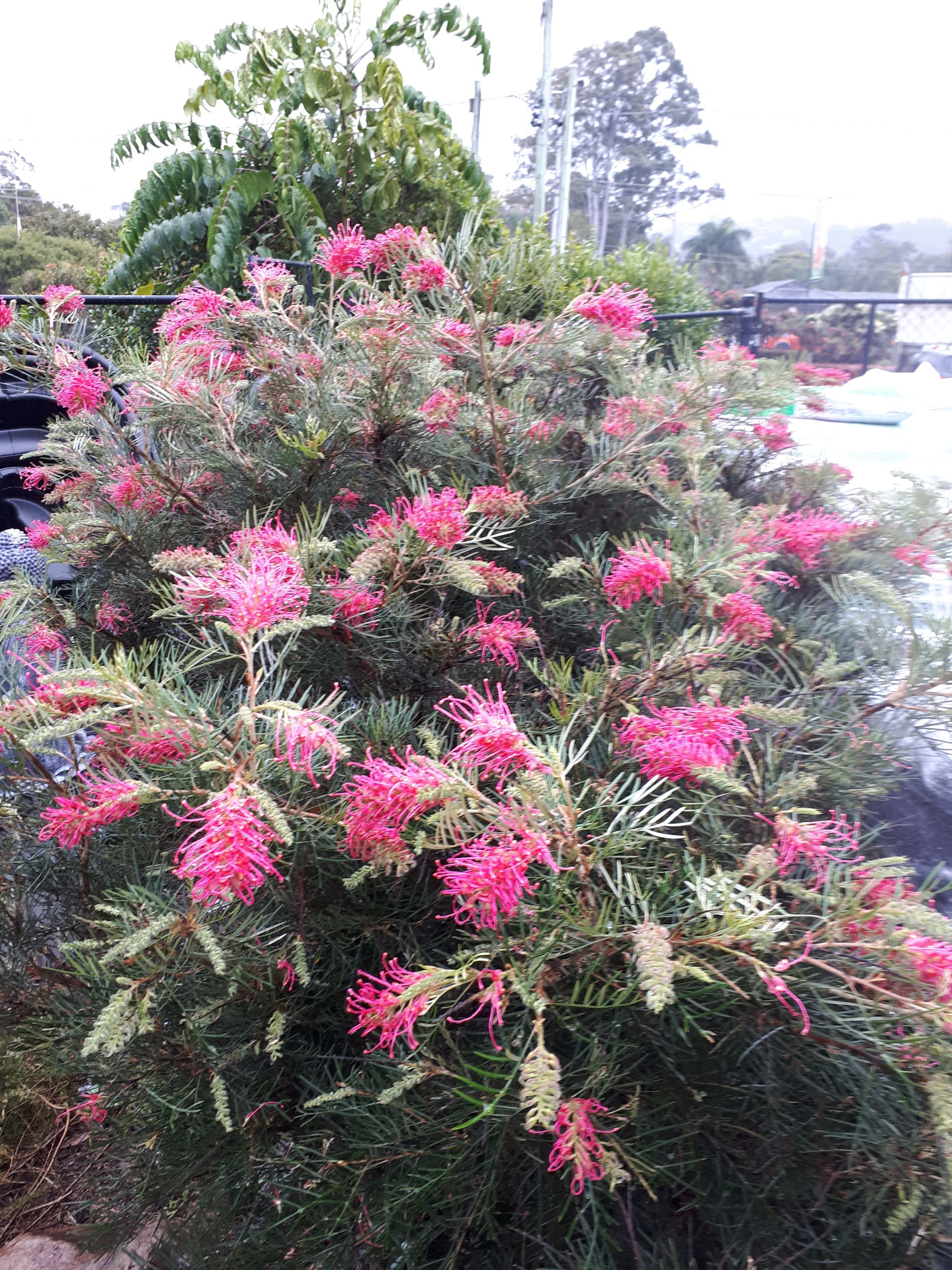 Grevillea Lollypops Rounded shrub with deep pink fleshy flowers