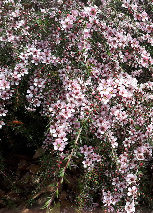 Leptospermum Pink Cascade Gorgeous low weeping shrub/ground cover.