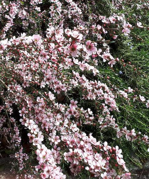 Leptospermum Pink Cascade Gorgeous low weeping shrub/ground cover.
