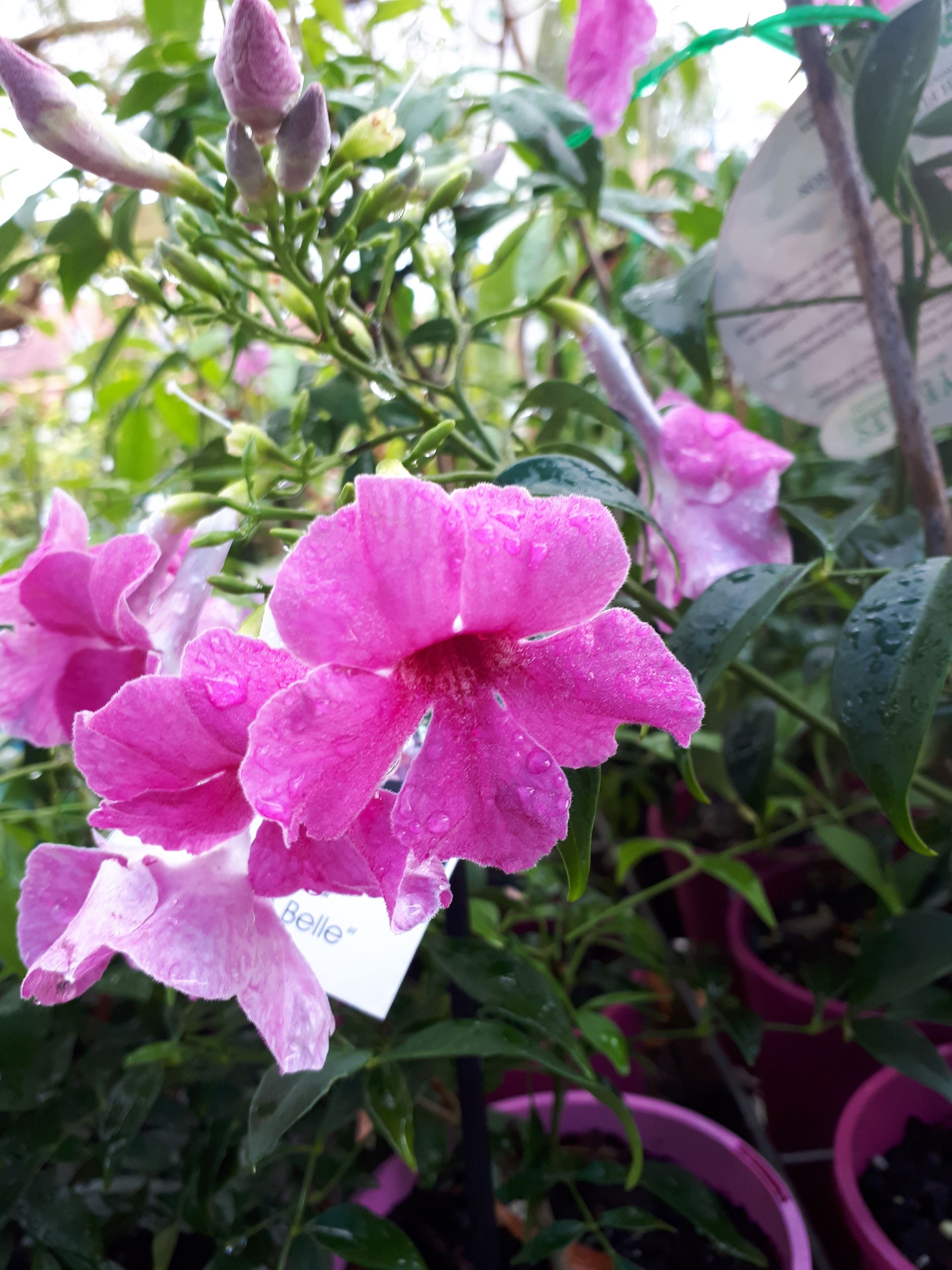 Baeckea Virgata Dwarf/Miniature baeckea/ Garden Plant. Ground cover ...