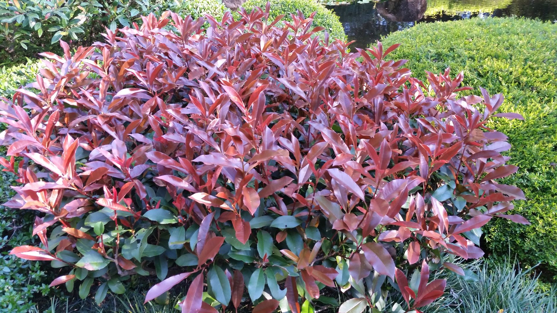 Photinia Red Robin Hedge plant with wonderful red new growth tips.