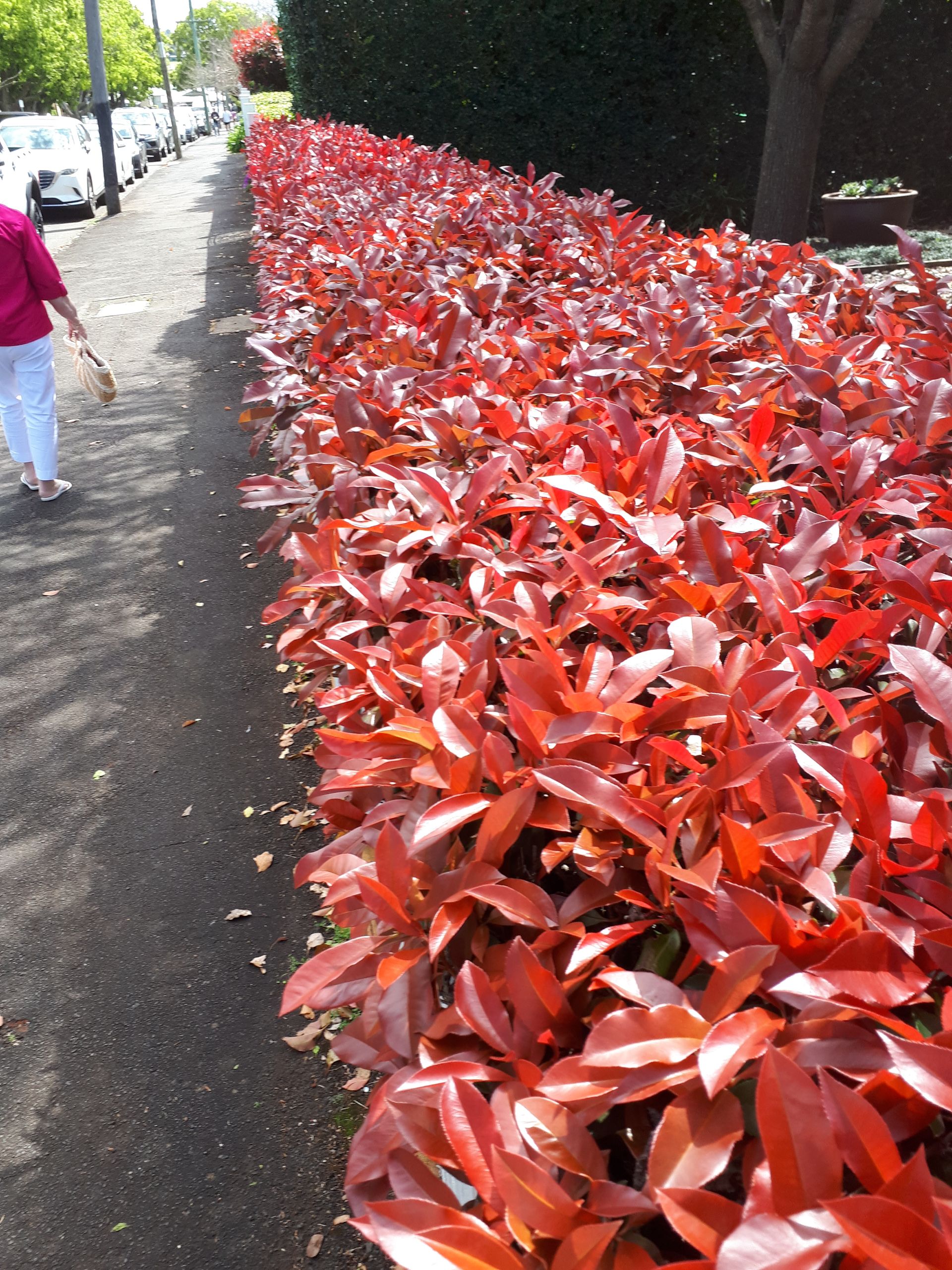 Photinia Red Robin Hedge plant with wonderful red new growth tips.