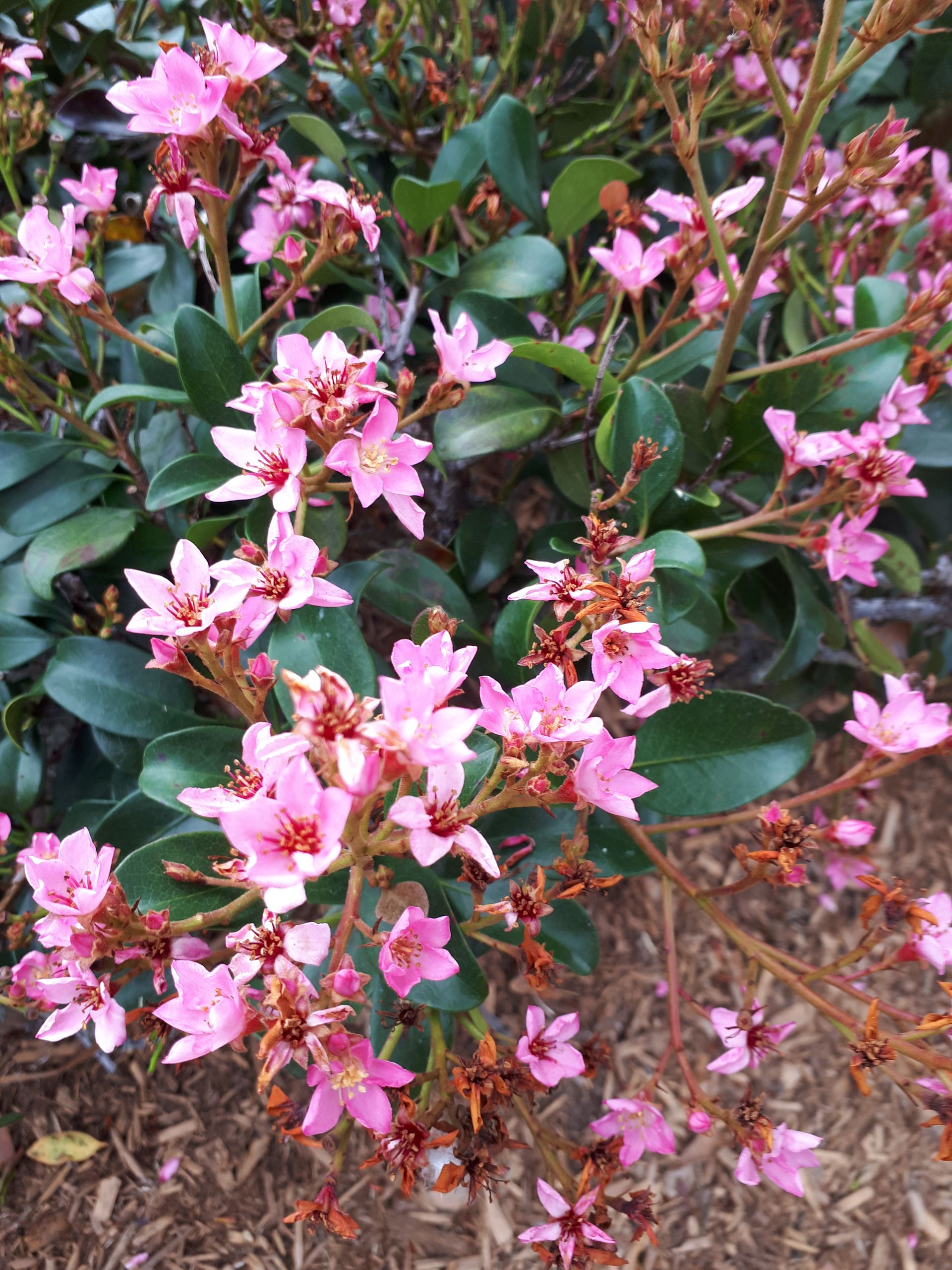 Rhaphiolepis Apple Blossom A neat, rounded, shrub with shiny, dark ...