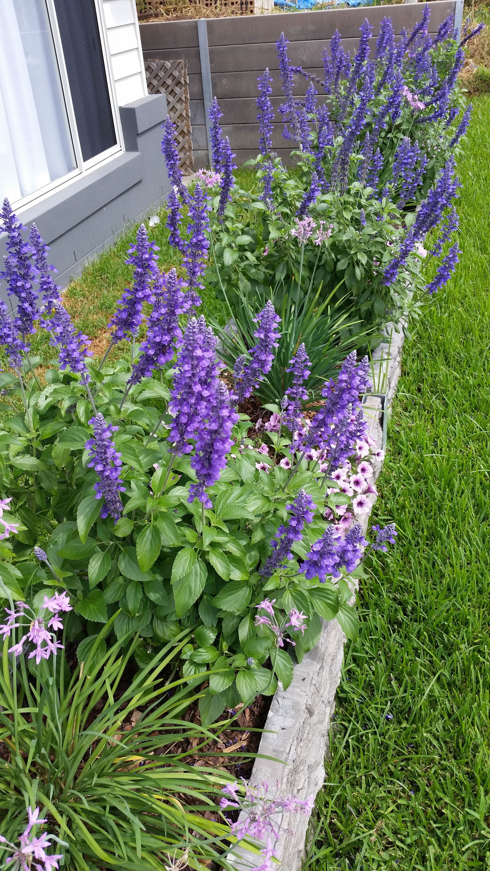 Salvia Mystic Spires Beautiful purple-blue flowers spikes.