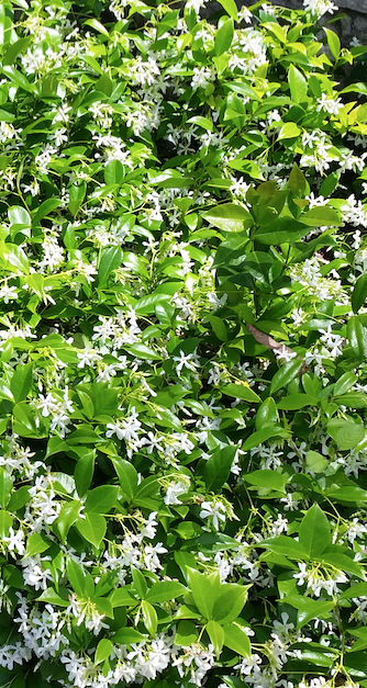trachelospermum jasminoides Vigorous climber, screening hedge or ground ...