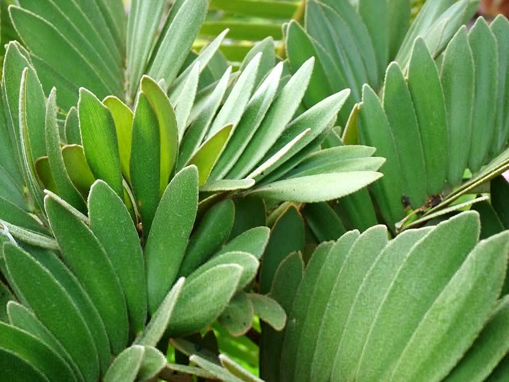 Zamia Furfuracea 'Cardboard Plant' Architectural cycad