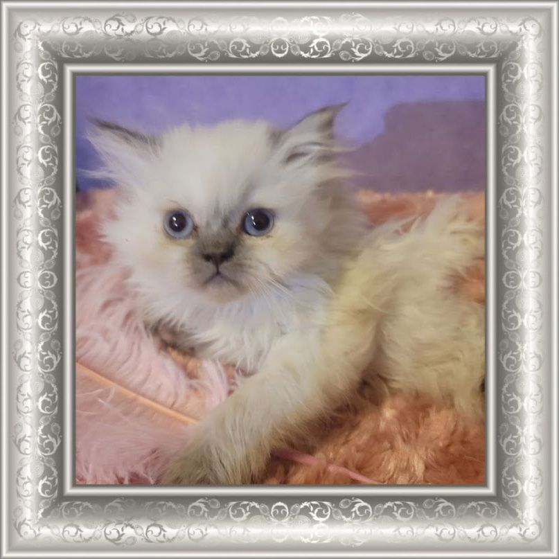 Persian Kitten For Sell | USA | +1-(616)244-8899