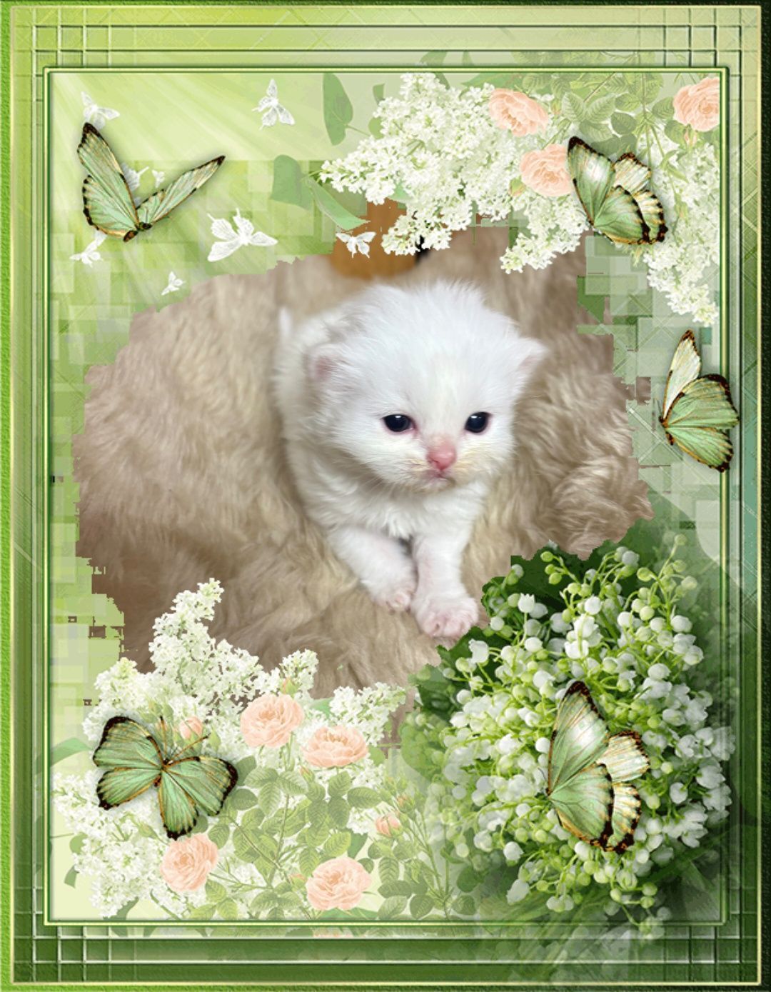 Teacup Persian Kittens for Sale - CFA Purebred Persians