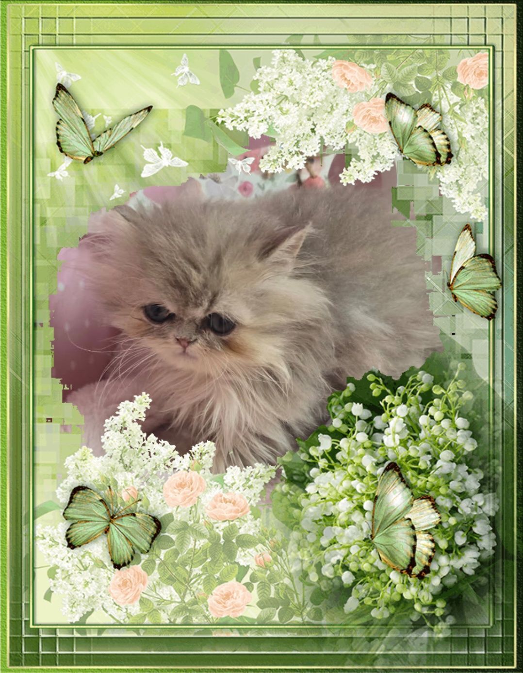 Teacup Persian Kittens for Sale - CFA Purebred Persians