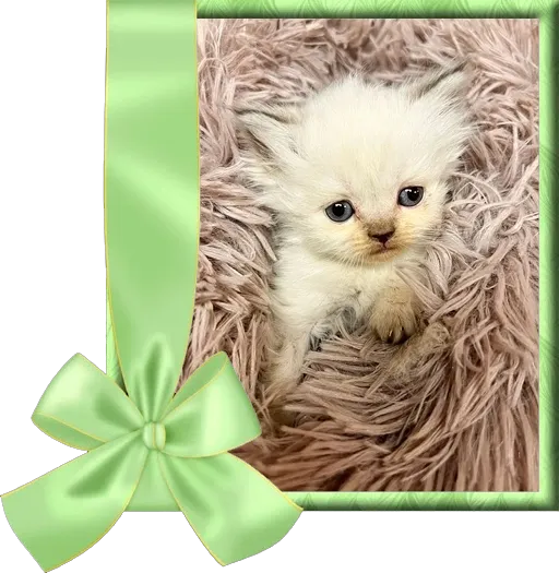 Persian Kitten For Sell | USA | +1-(616)244-8899