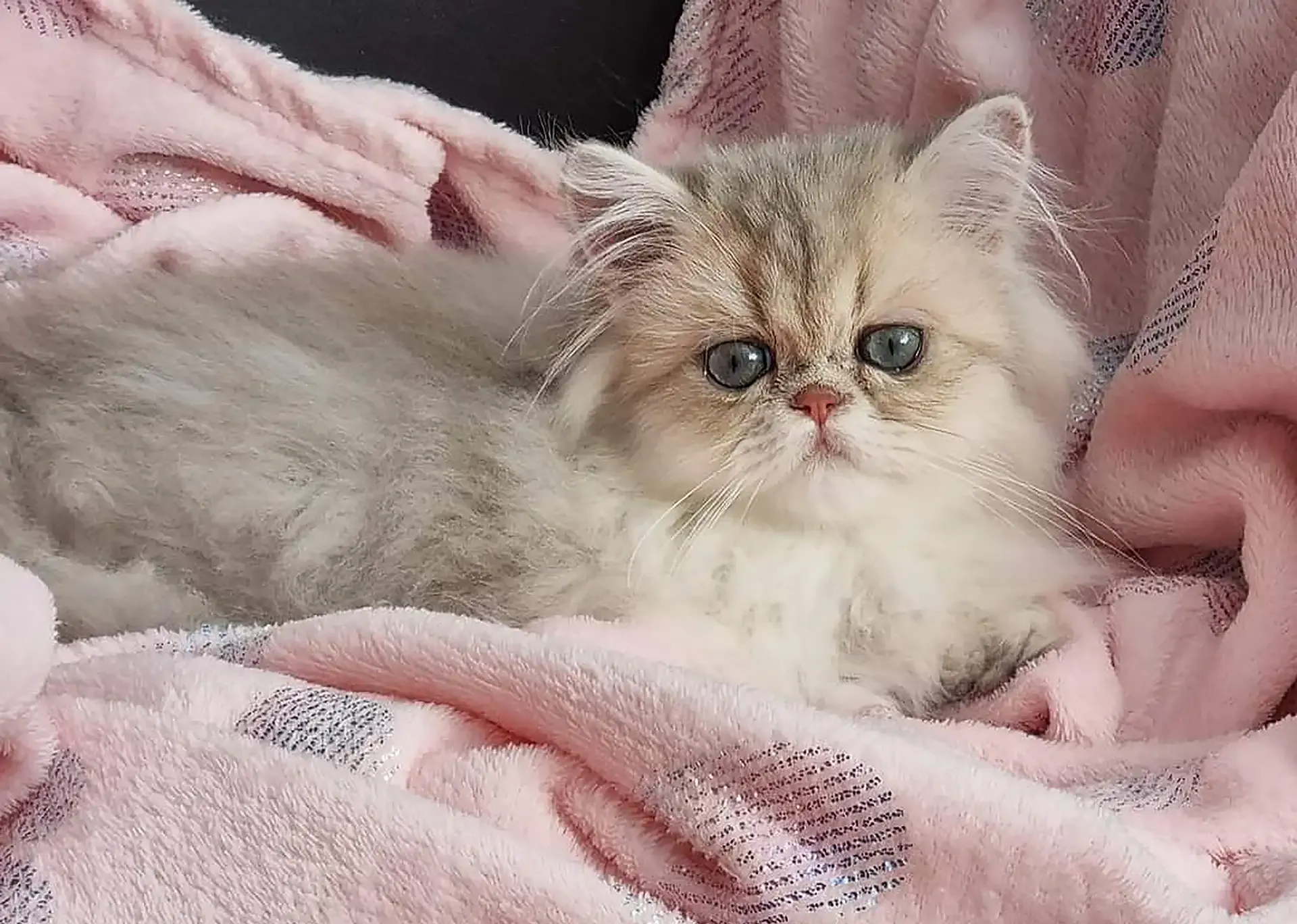 How to Choose Between Persian Kittens and Siamese