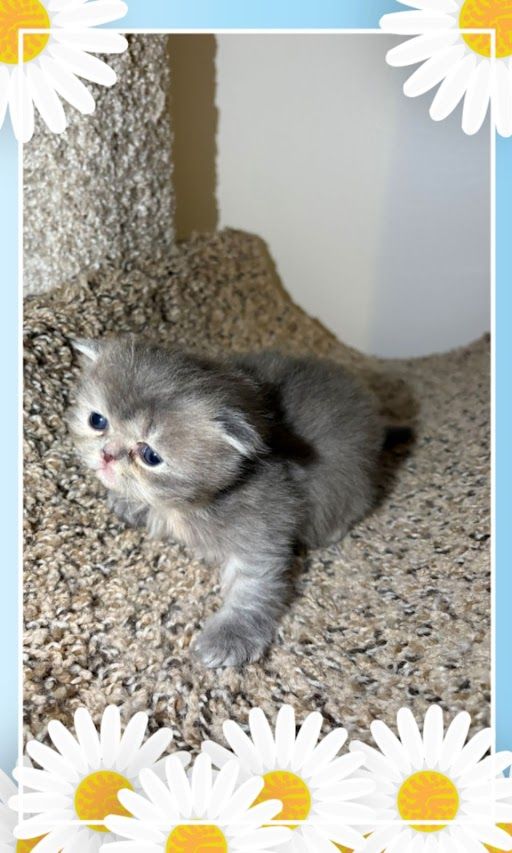 Teacup Persian Kittens for Sale - CFA Purebred Persians