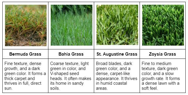 Identifying Common Grasses in Florida's Yards and Parks