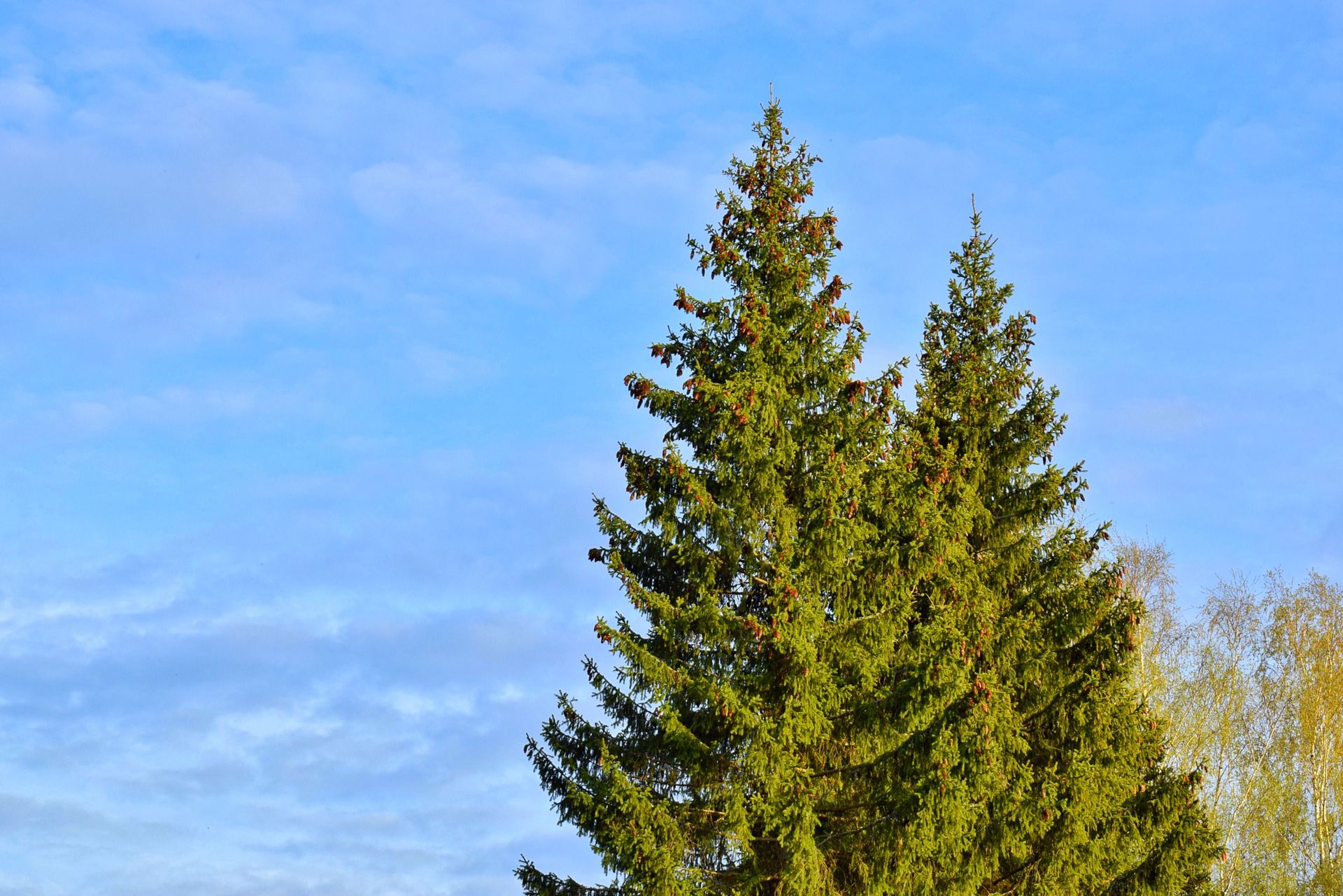 Tree Pollen Guide: Seasonal Allergy Symptoms & How to Find Relief