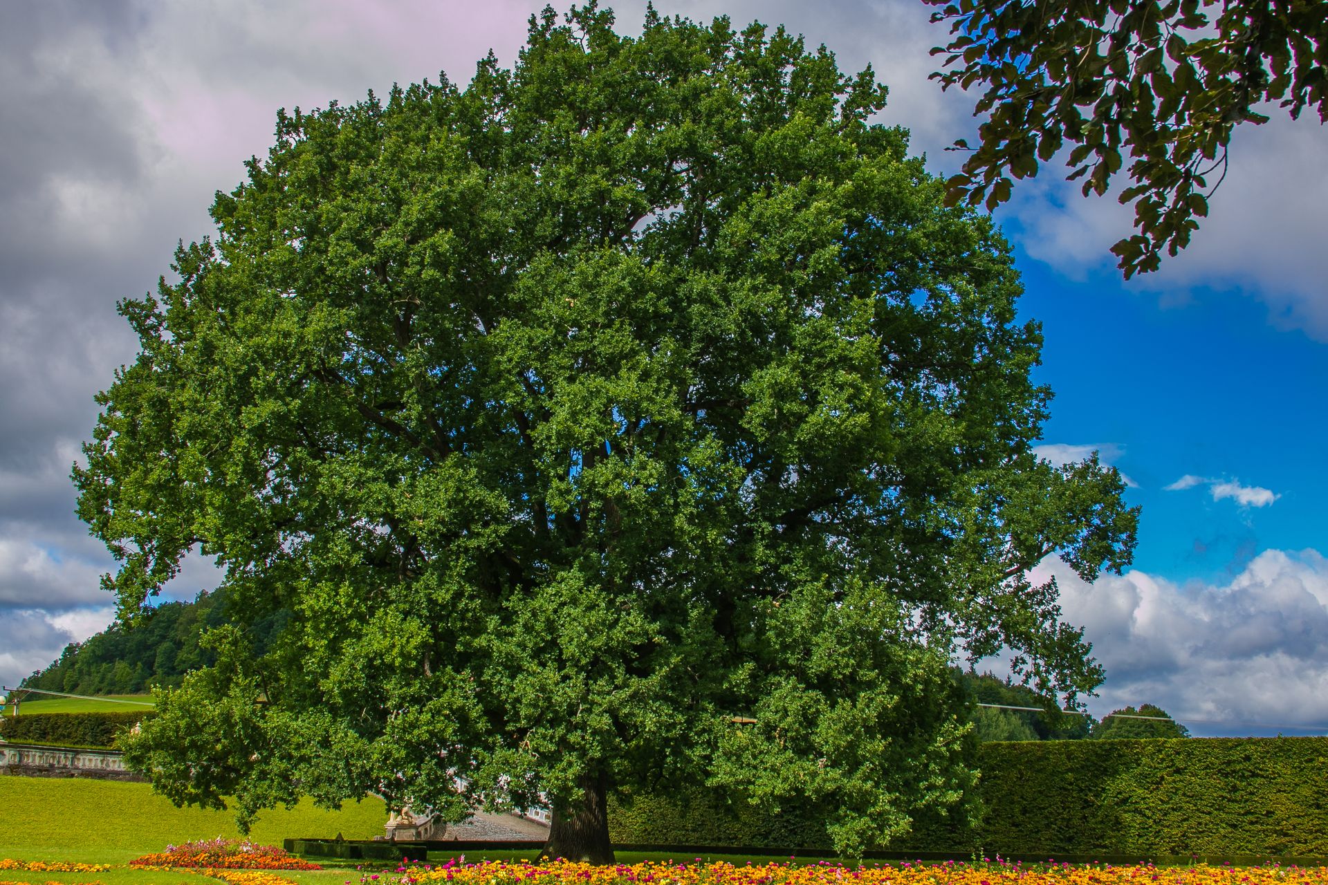 Tree Pollen Guide: Seasonal Allergy Symptoms & How to Find Relief