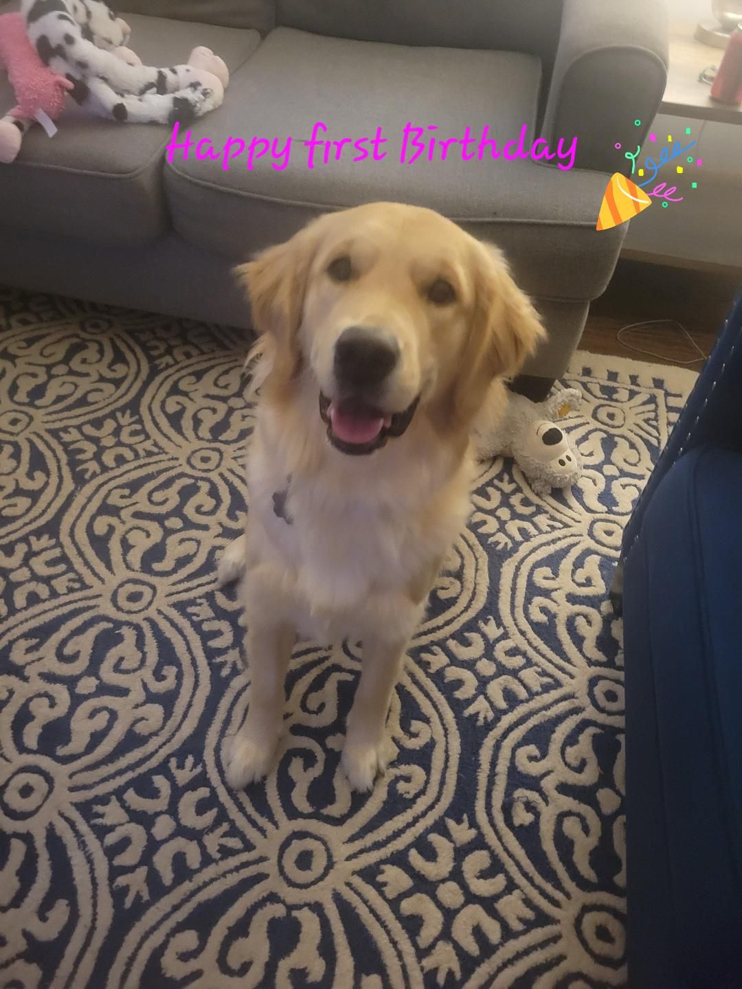 Your Puppy is now an Adult!
