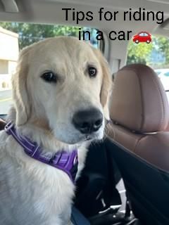 Riding in the Car with your Puppy/Dog