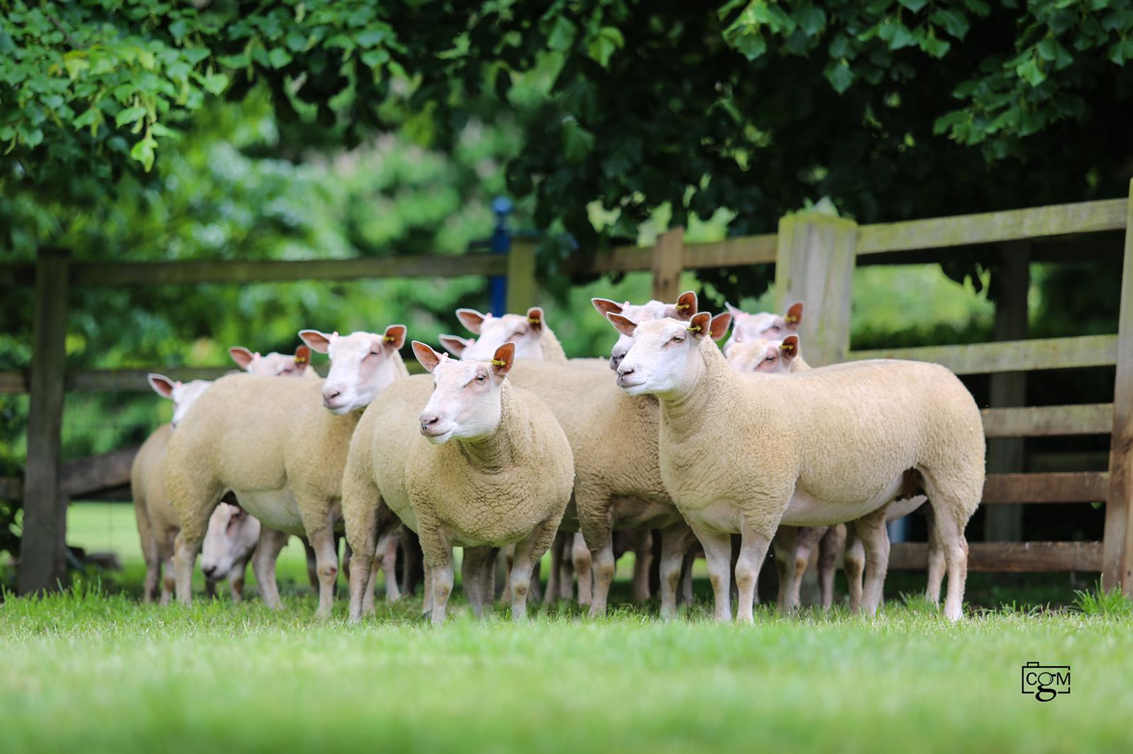 Cavick Charollais Sheep