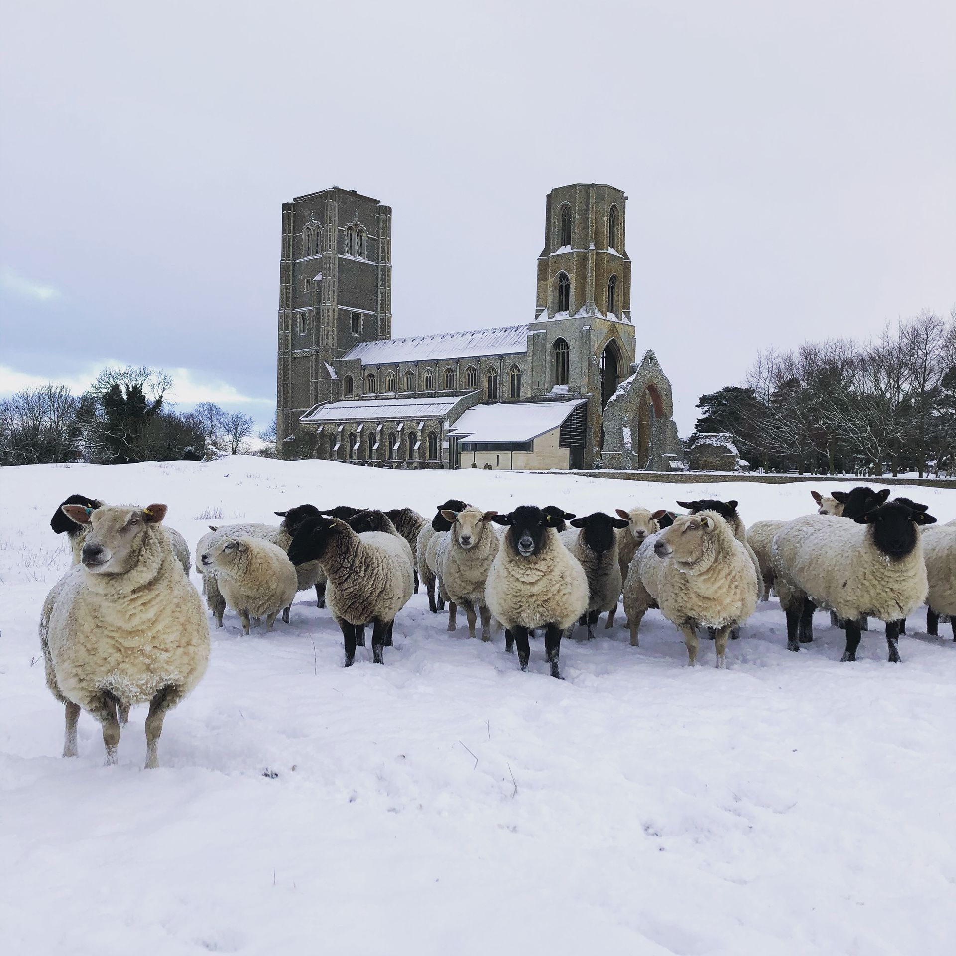 Cavick Charollais Sheep