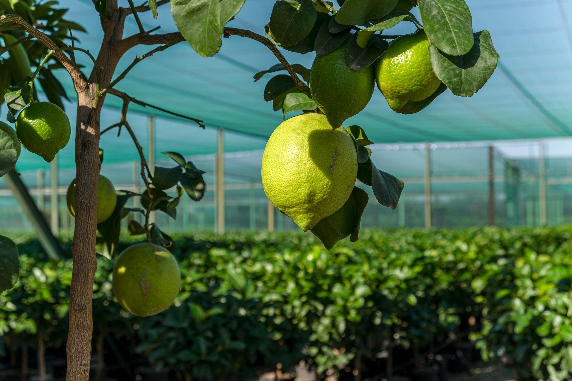 Vivaio | Vivai Giunta | Terme Vigliatore, Messina