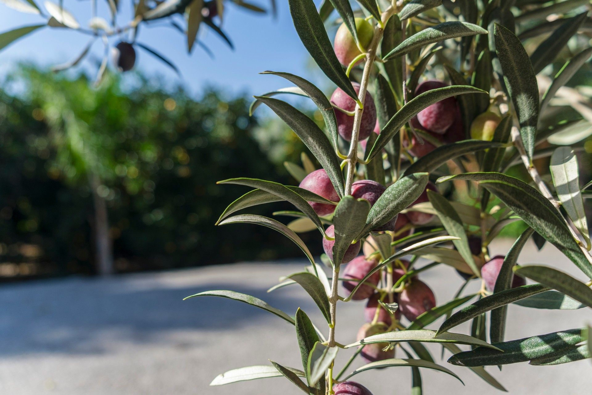 Vivaio | Vivai Giunta | Terme Vigliatore, Messina