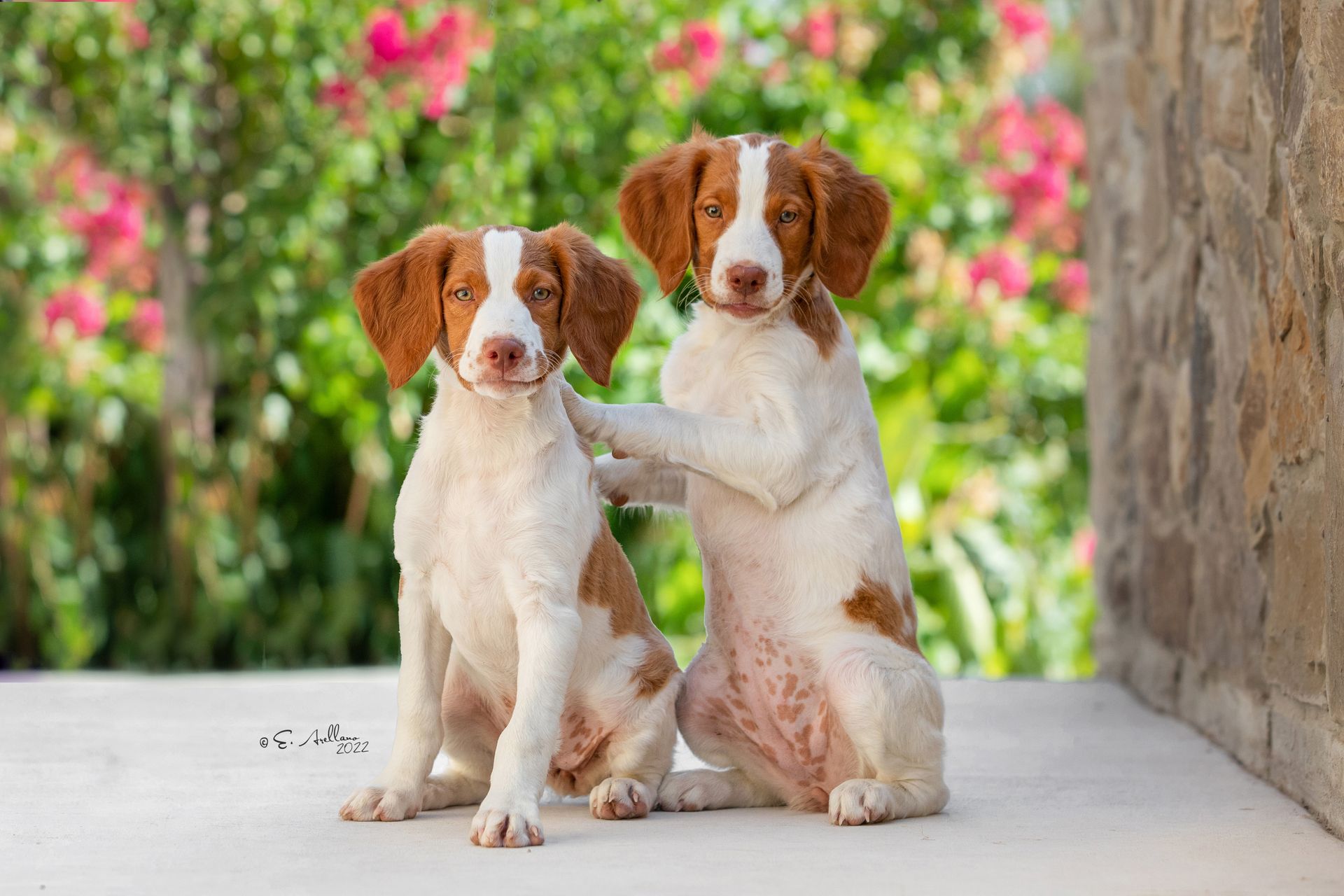 Hours & Location | Refinery Road Veterinary Clinic Gainesville TX | Visit Us Today