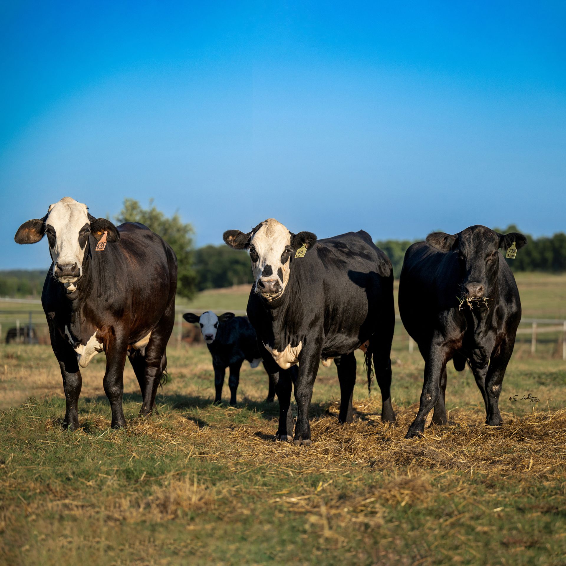 Best Veterinary Clinic in Gainesville, TX | Pet, Horse & Livestock Care