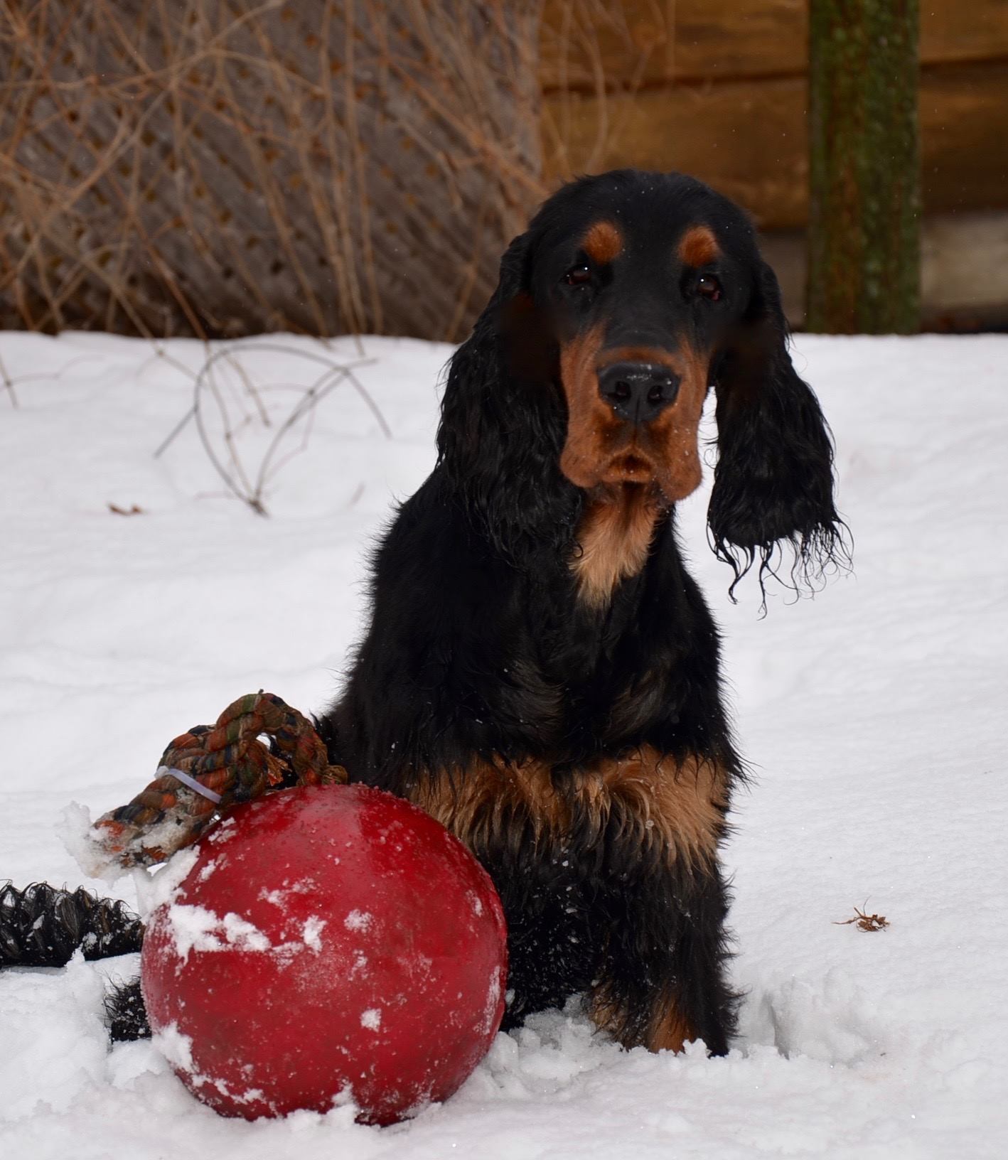 Harbinger Gordon Setters