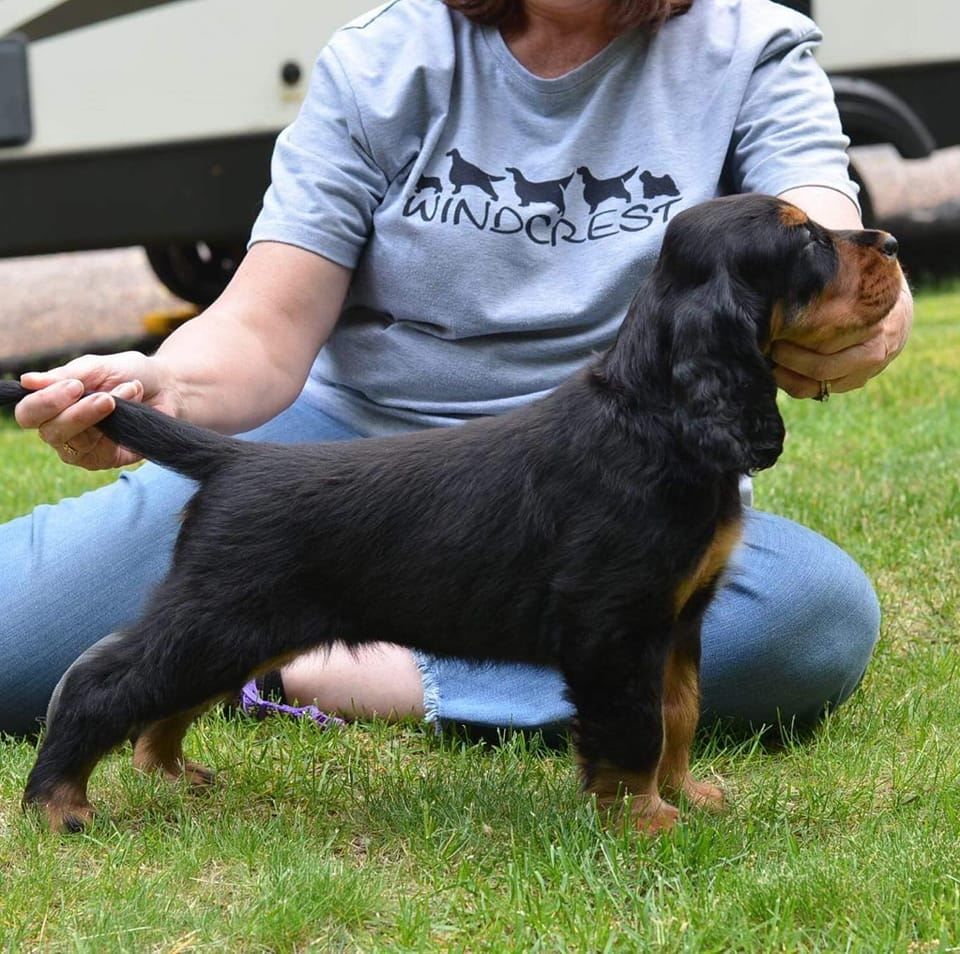 Harbinger Gordon Setters