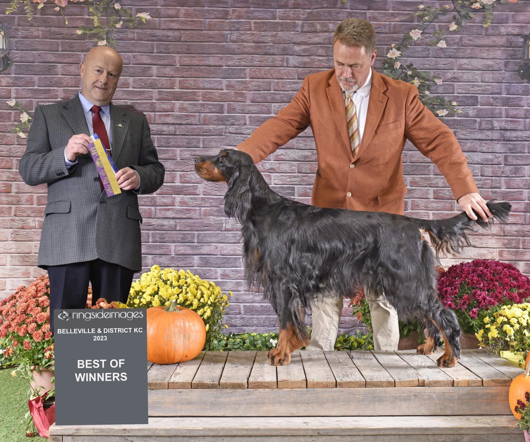 Harbinger Gordon Setters