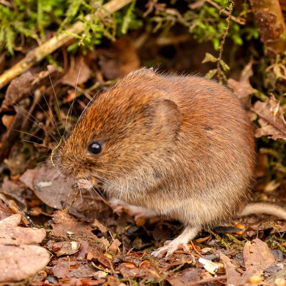 Voles | Bigfoot Pest Control