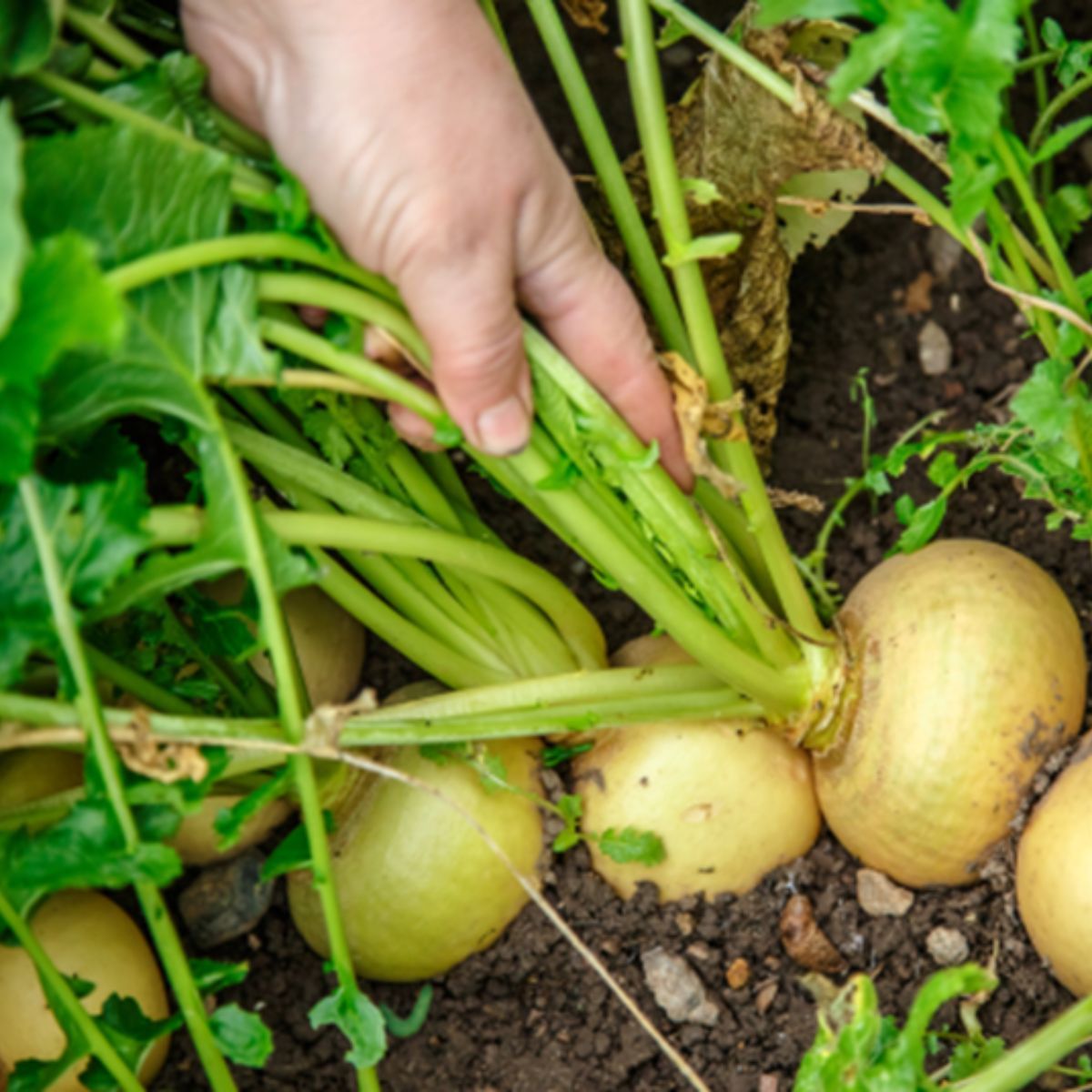 Growing, harvesting and storing root vegetables.