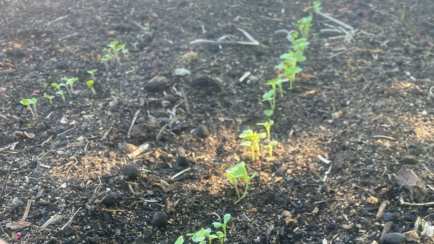 Guide to seed sowing success