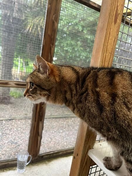 The Cottage Cattery Luxury Cattery in Newtownards