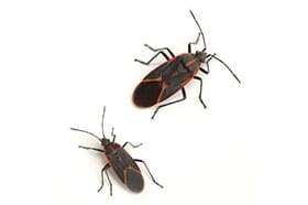 Pest Control Services in Minneapolis, MN